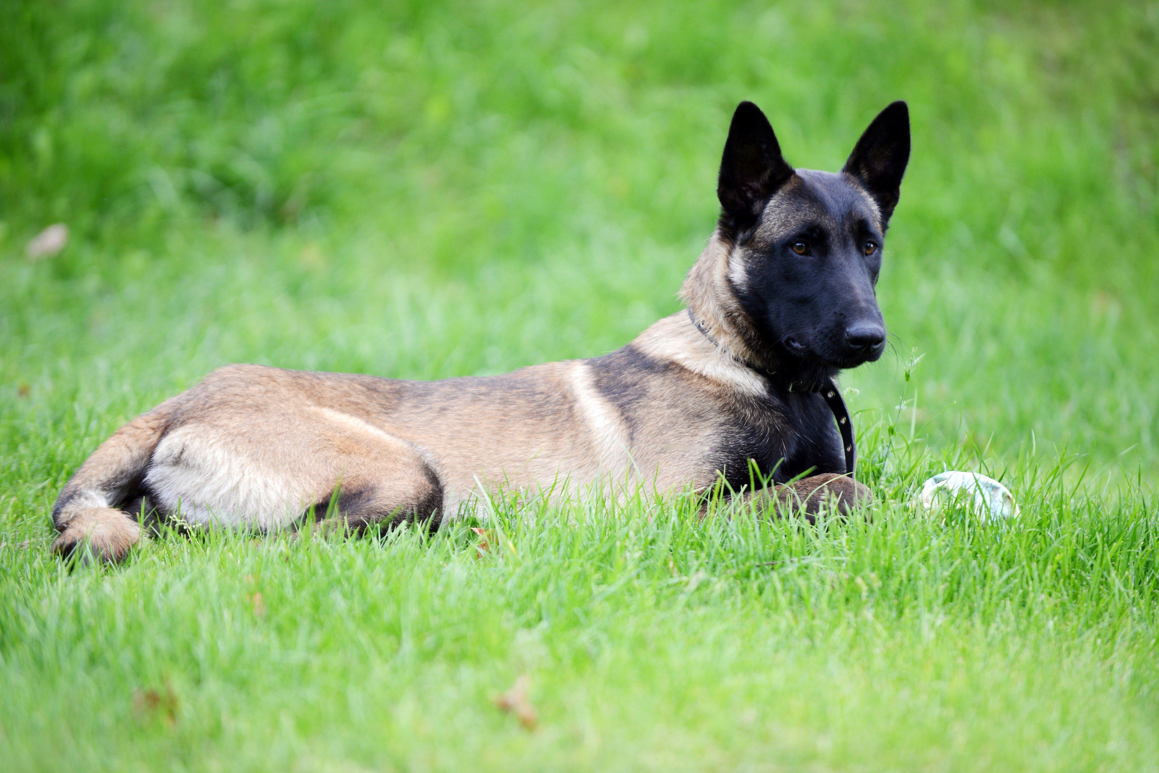 10 Big Dog Breeds That Don t Shed 10 Big Dog Breeds That Don t Shed
