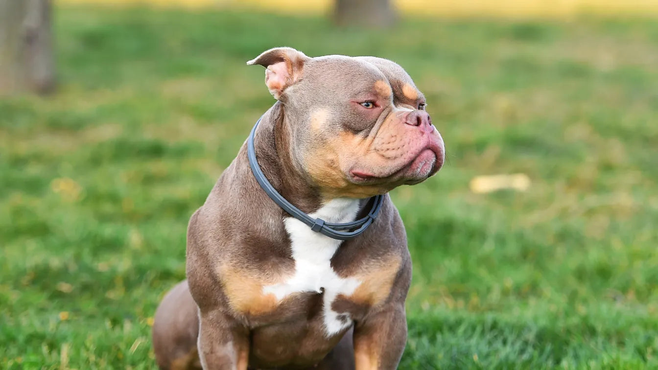 American Bully Guide: Everything You Need To Know