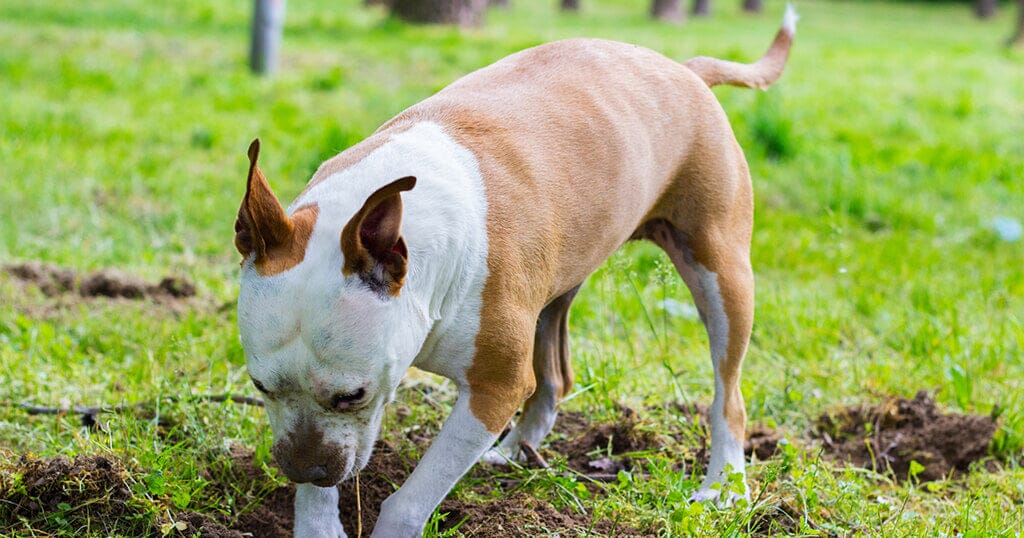 Why Do Dogs Bury Bones? 10 Reasons