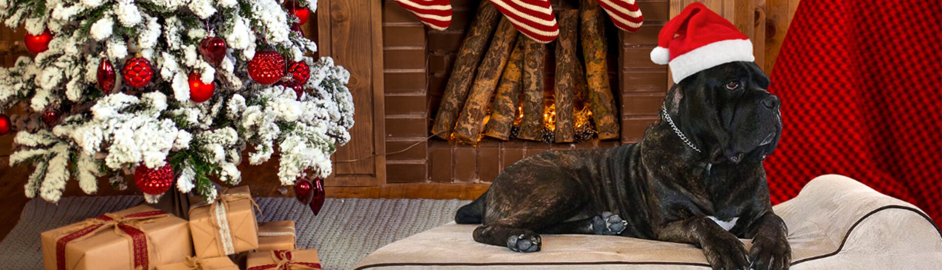 Dog Beds for Large Dogs | Orthopedic Dog Beds | Bully Beds