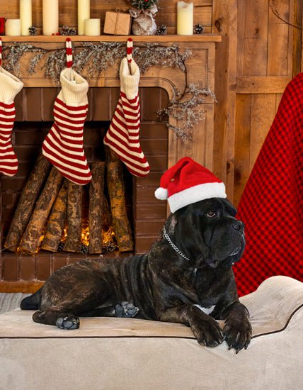 Dog Beds for Large Dogs | Orthopedic Dog Beds | Bully Beds