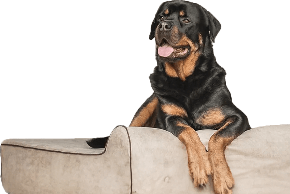 Orthopedic Dog Beds for Large Dogs | Bully Beds