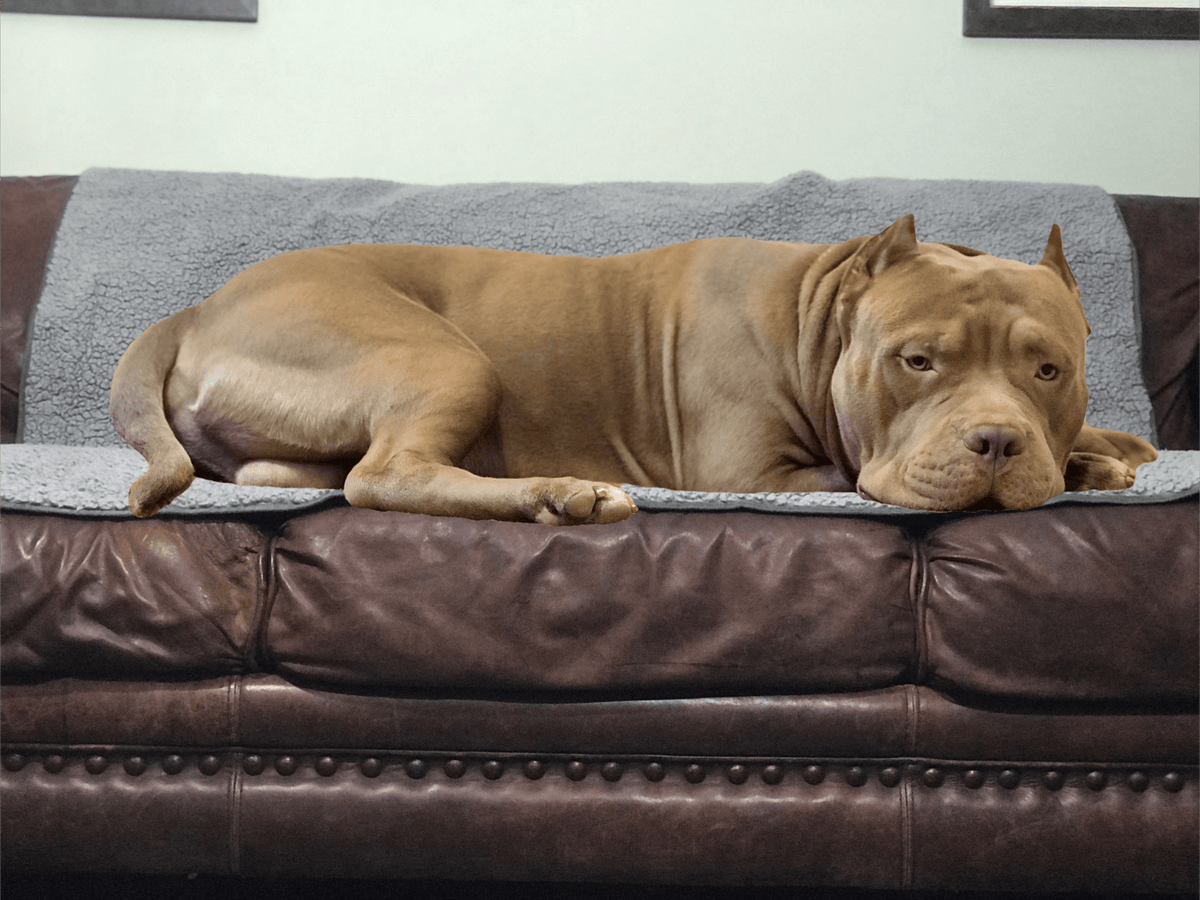 Waterproof Dog Blanket | Bully Beds