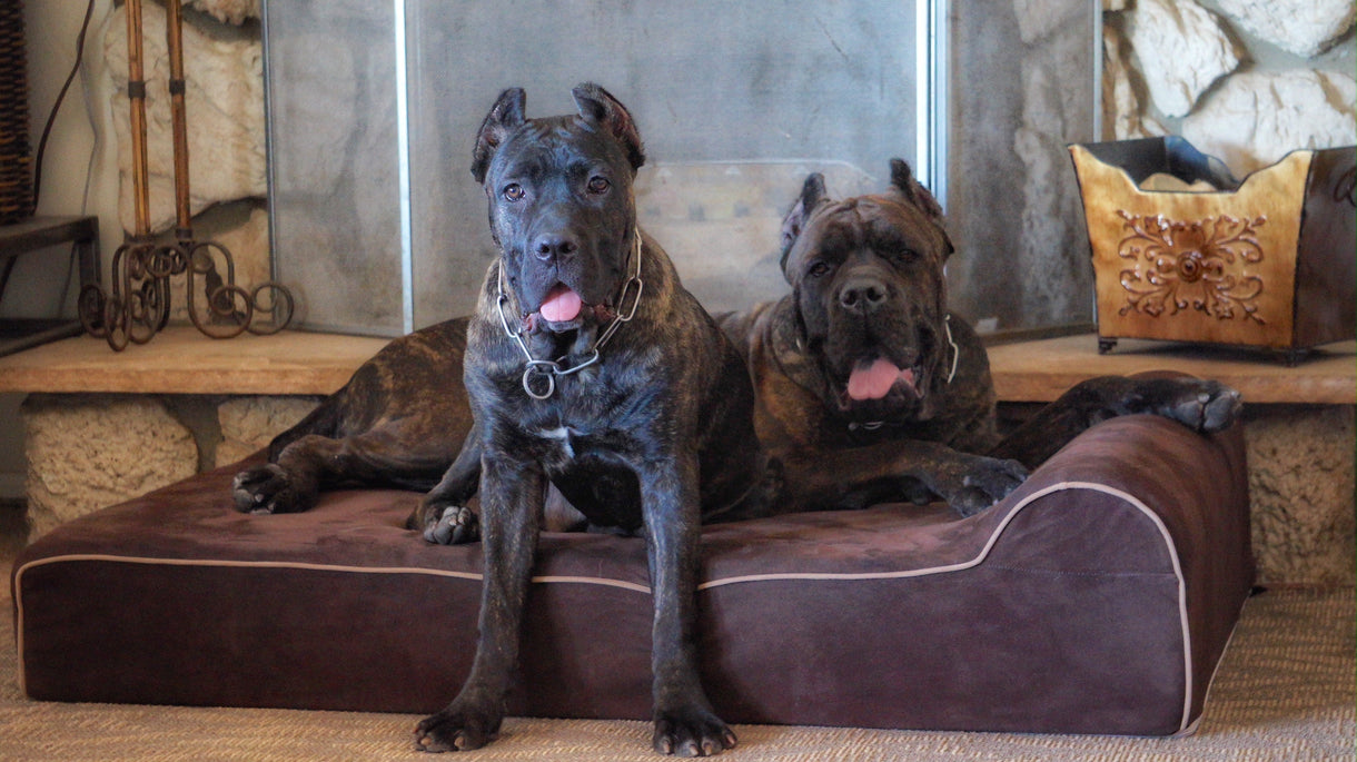 Custom Dog Beds | Personalized Dog Beds | Bully Beds